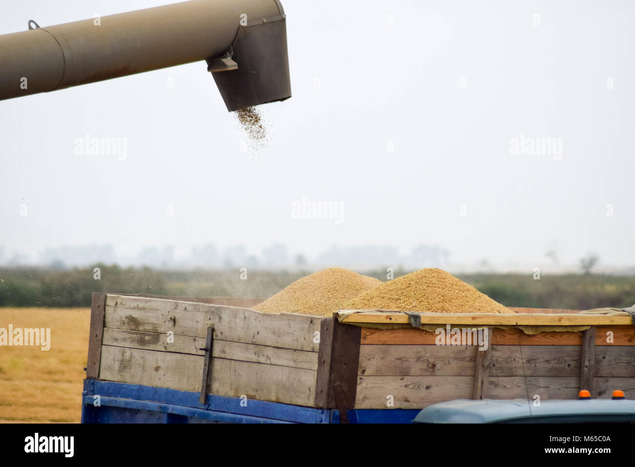 Unloading screw a combine harvester. Unloading grain from a combine ...