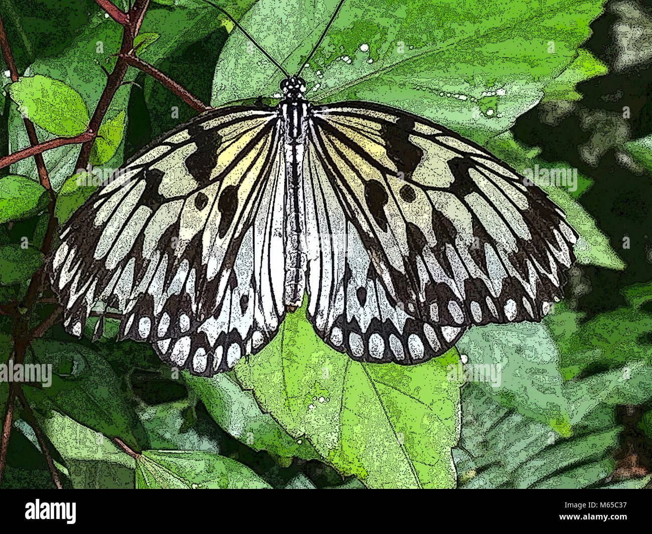 Soft butterfly wings hi-res stock photography and images - Alamy