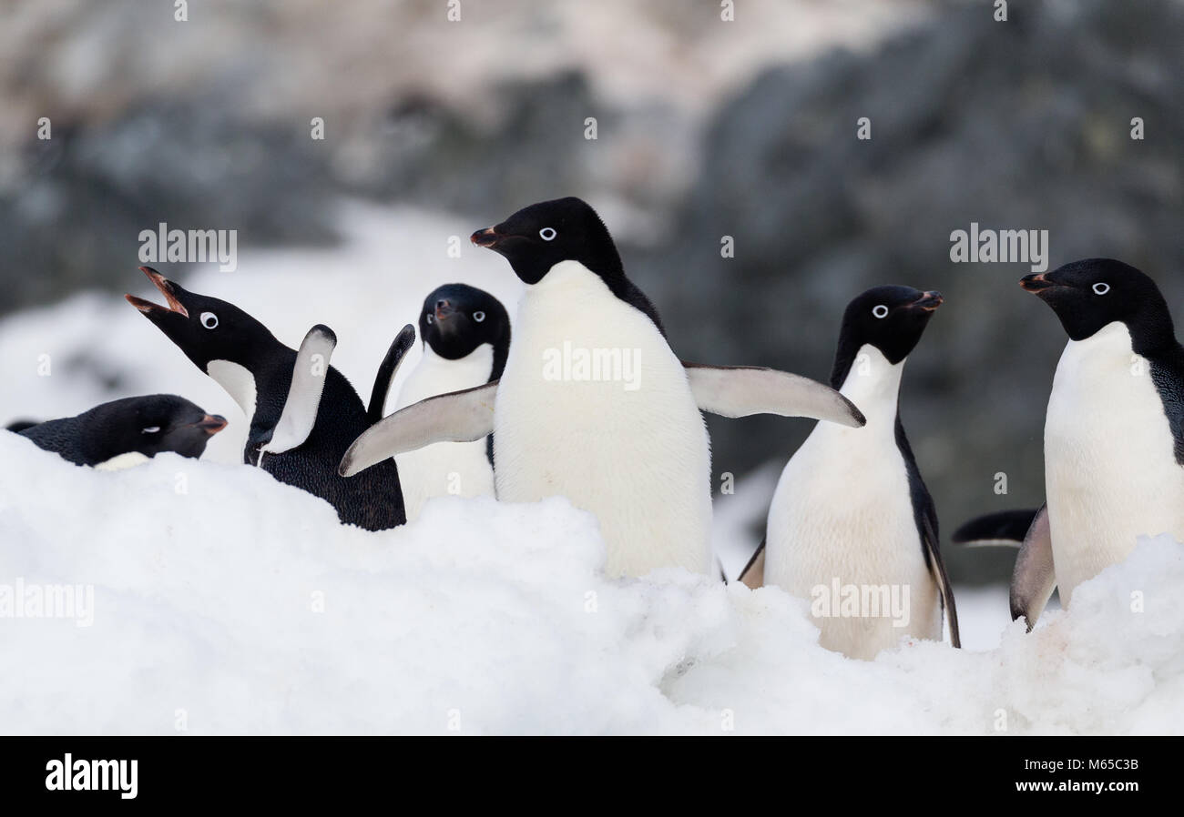 A group of Adelie Penguins have a moment of interaction off the coast ...