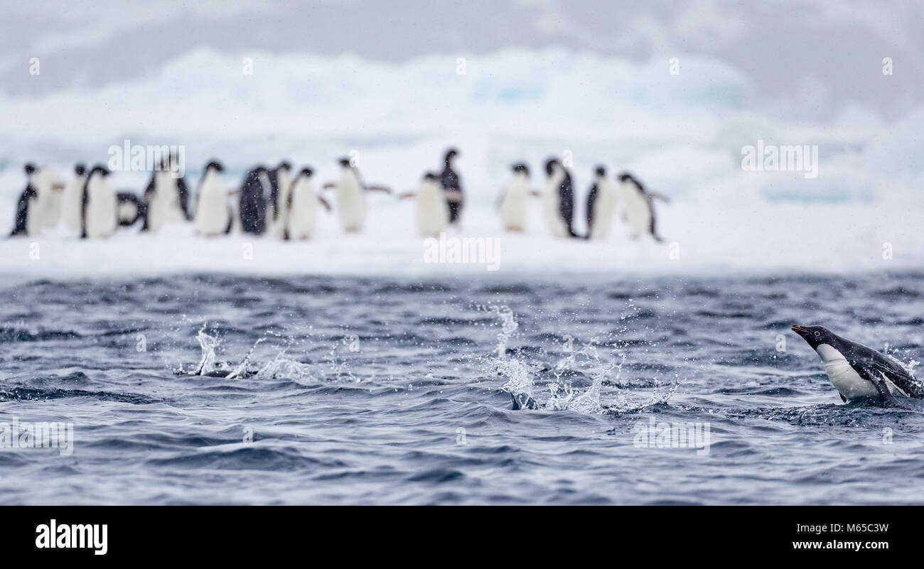 Adelie penguin hi-res stock photography and images - Alamy
