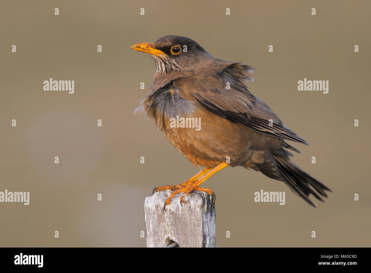 Austral thrush hi-res stock photography and images - Alamy