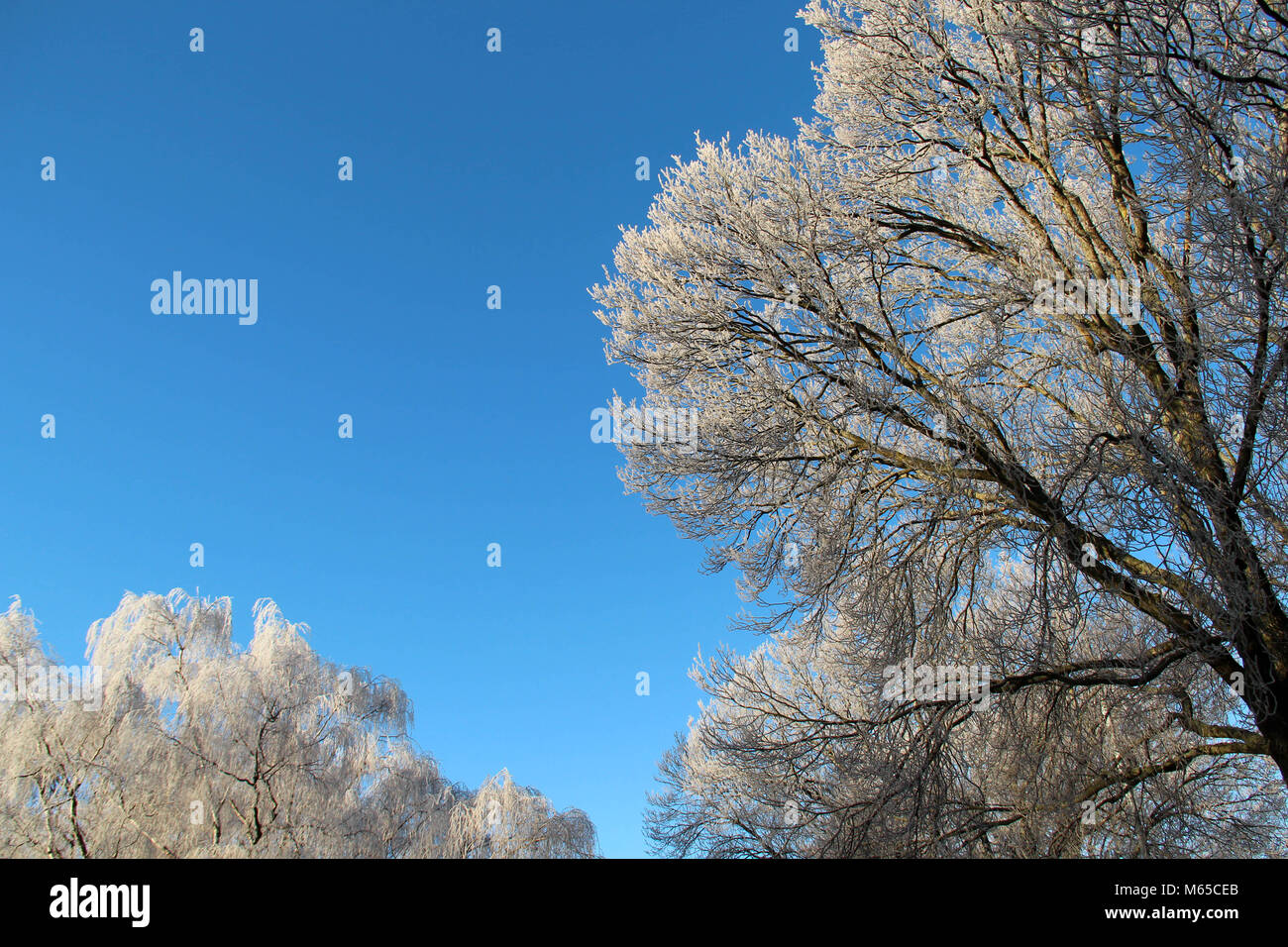 Frosty winter trees against a blue sky Stock Photo - Alamy