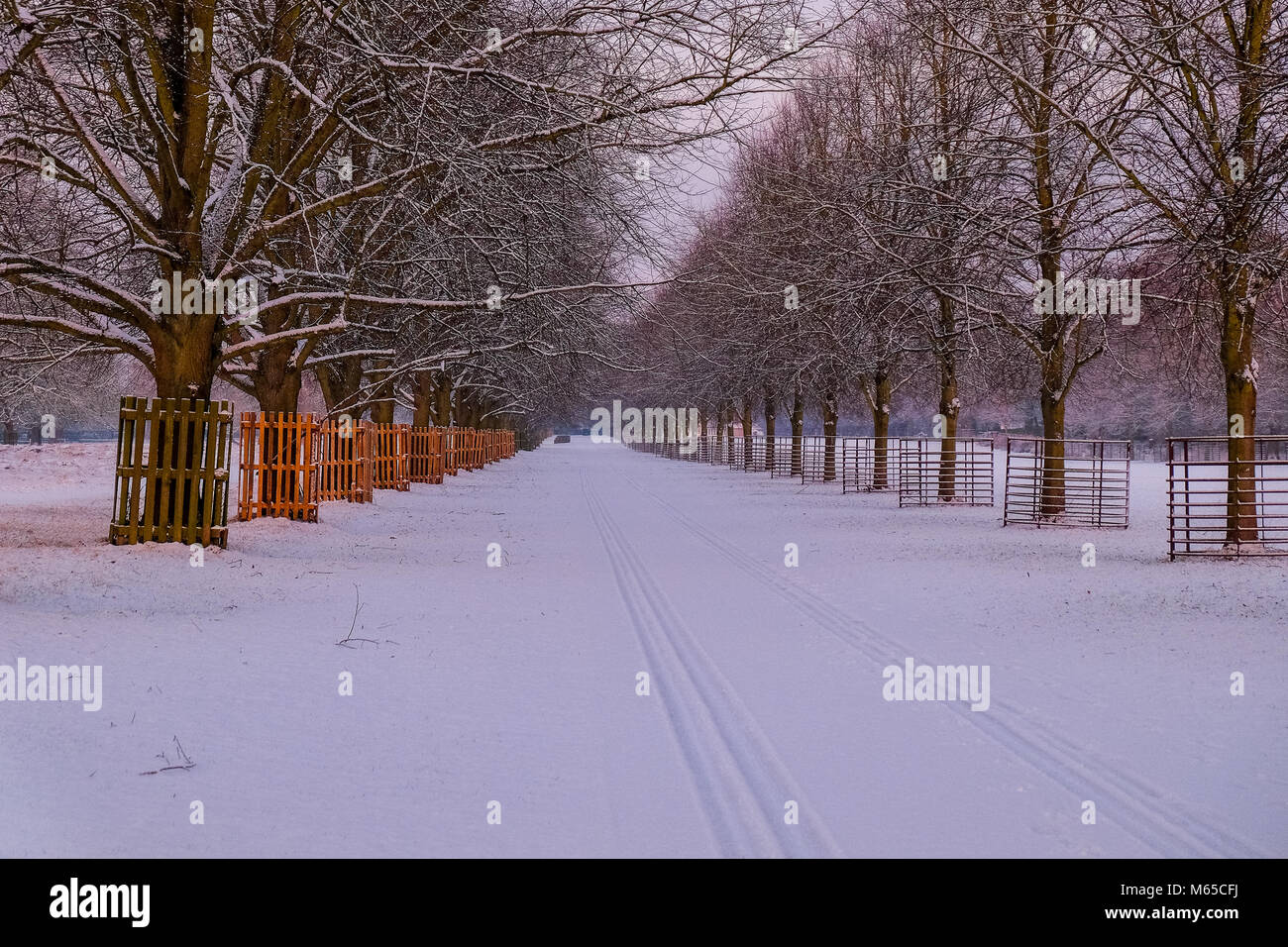 beautiful tree avenue in sunrise on snowy morning Stock Photo - Alamy