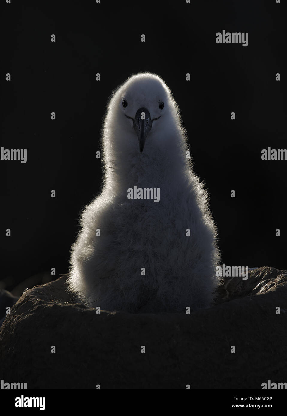 Albatros thalassarche melanophrys hi-res stock photography and images ...