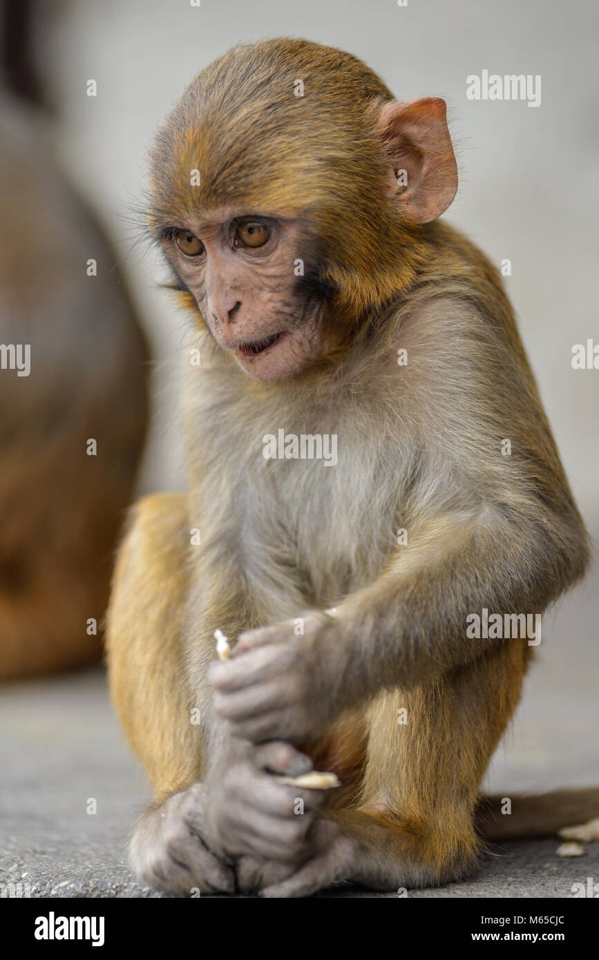 Monkey alien hi-res stock photography and images - Alamy
