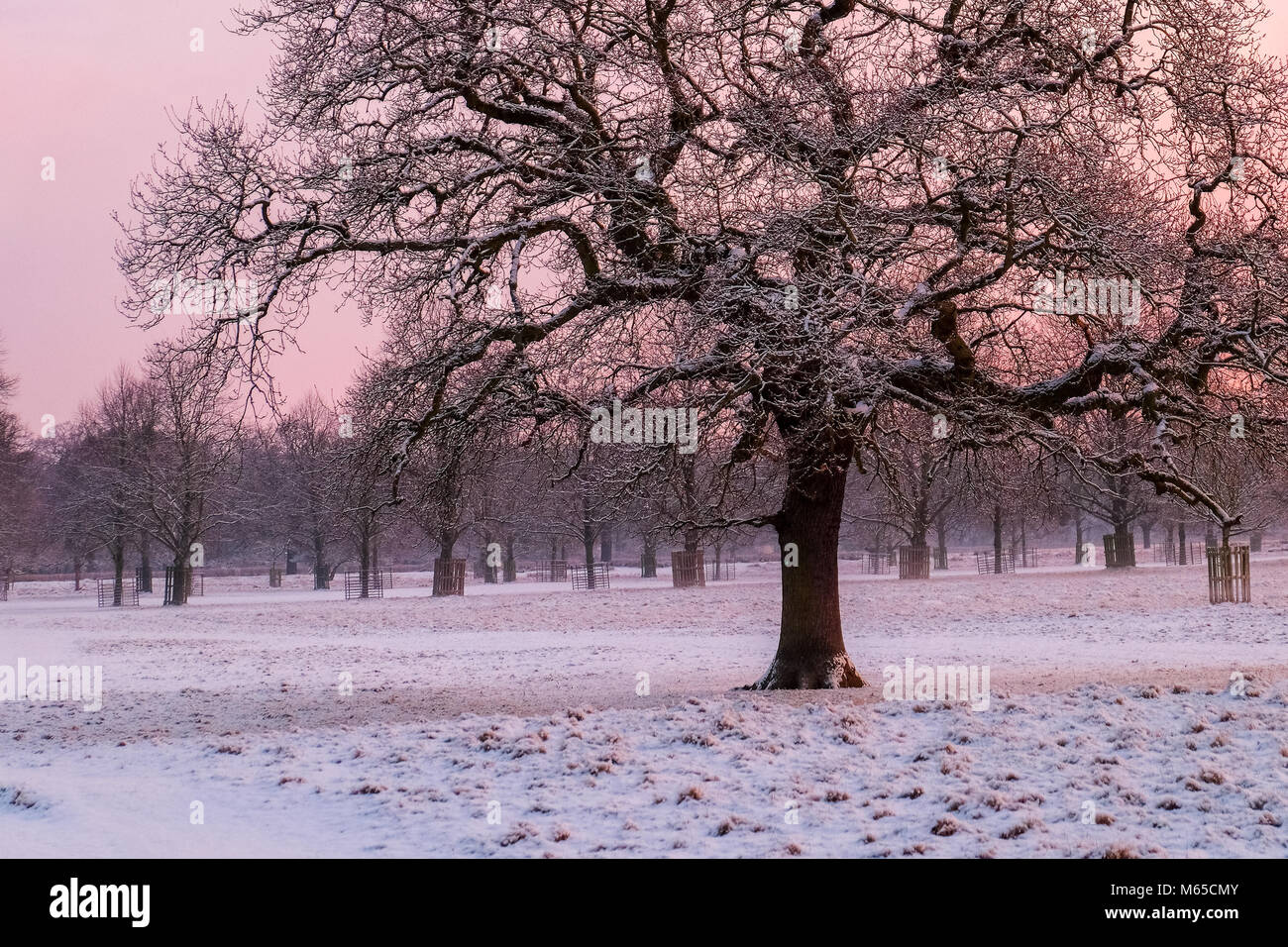 beautiful tree avenue in sunrise on snowy morning Stock Photo - Alamy
