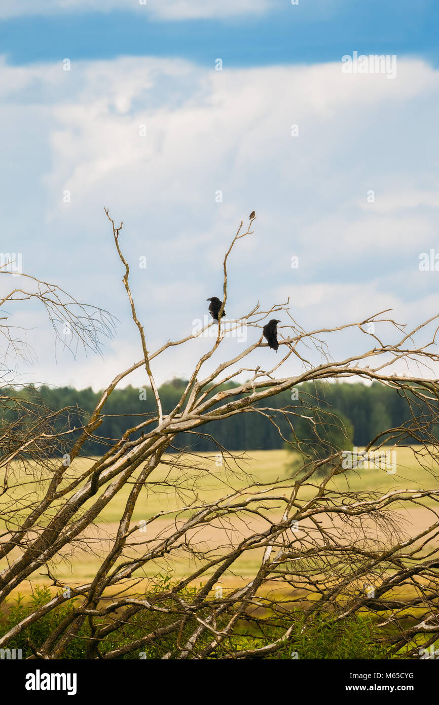 Two black crows sit on dry branches of an old tree Stock Photo - Alamy