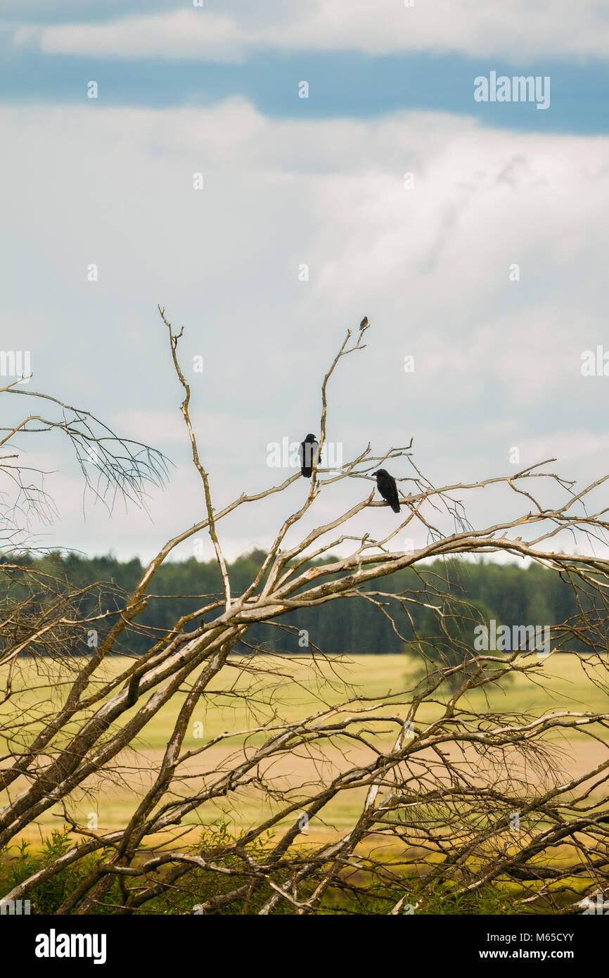 Black crows sit on the dry branches of a fallen tree Stock Photo - Alamy
