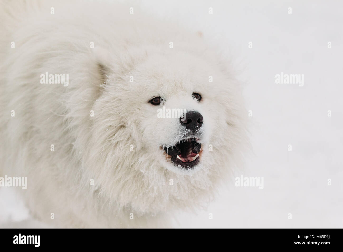 Adult Samoyed dog face with open mouth on a white background of snow ...