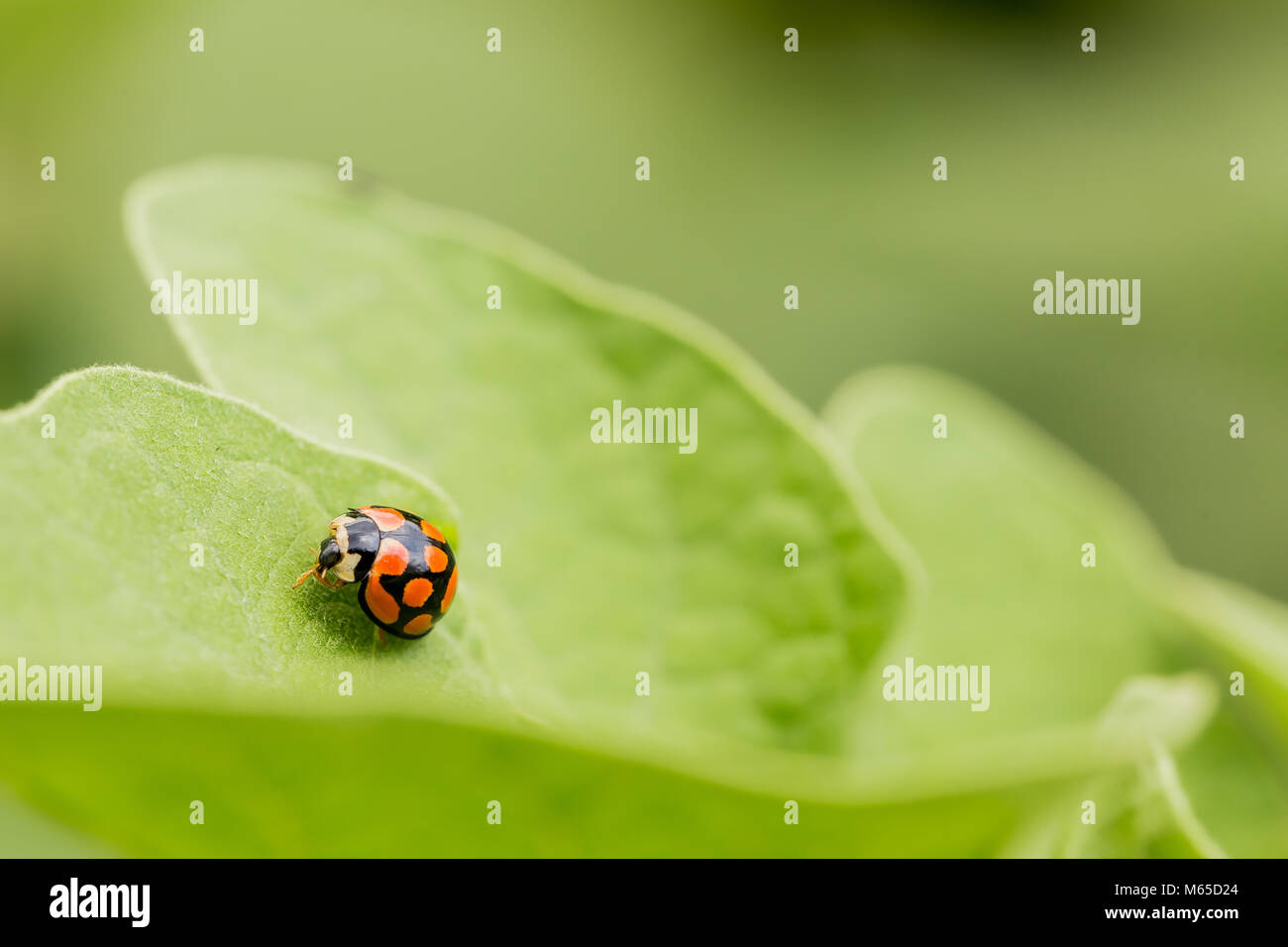 Orange Ladybug close up on a green leaf, Predator insect species for ...