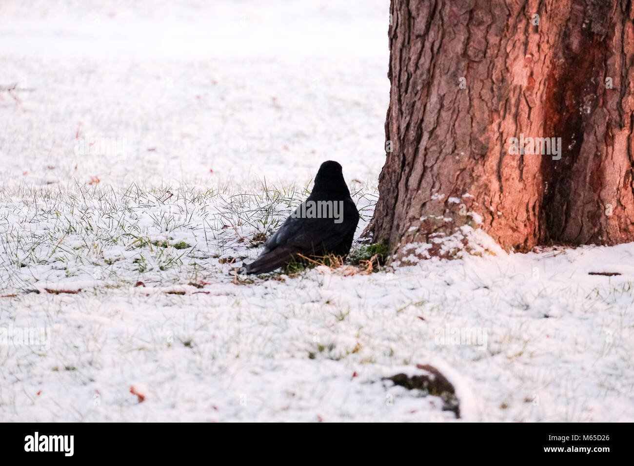 crow at base of tree trunk in the snow on asnowy dawn in pink sky Stock ...