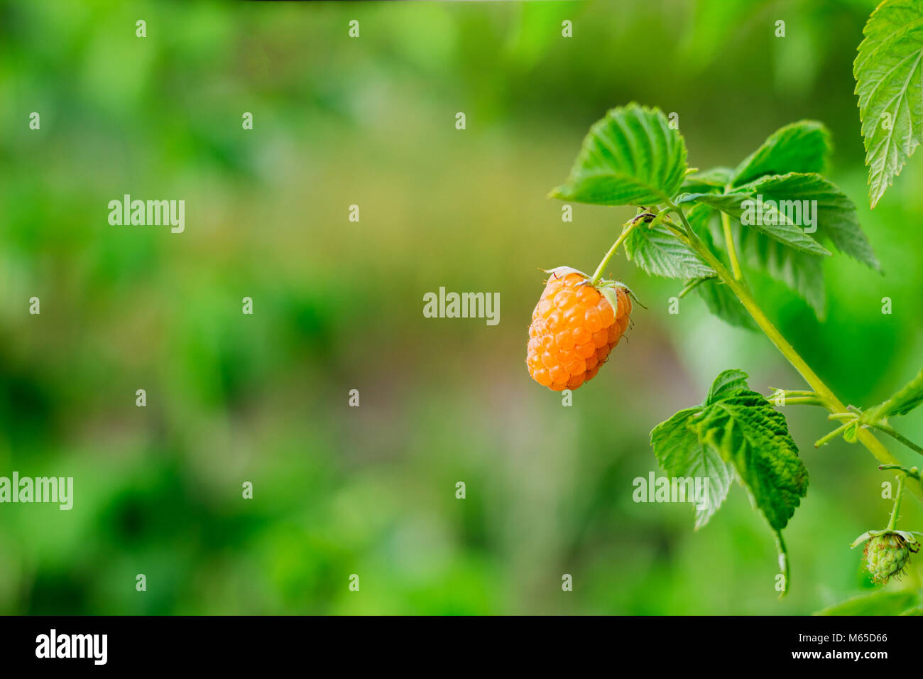 Lonely berry of yellow raspberries on a bush branch on a green ...
