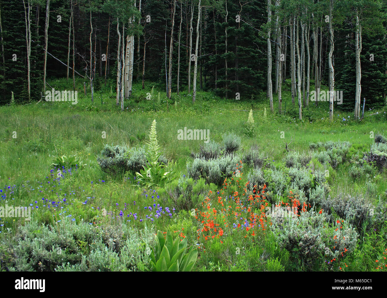 Wild flowers growing in an aspen forest Stock Photo - Alamy