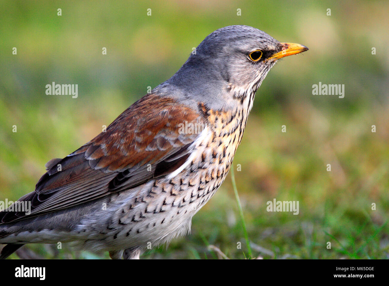 Single Fieldfare bird on grassy wetlands during a spring nesting period ...
