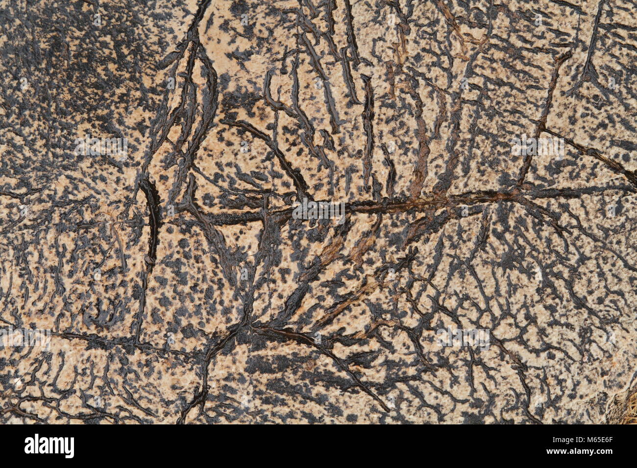 Buff rock hi-res stock photography and images - Alamy