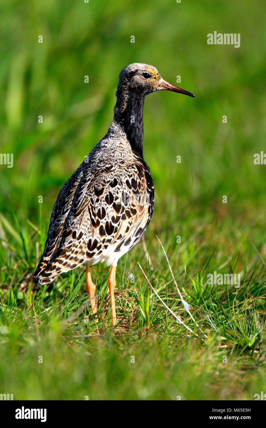 Single Ruff bird on grassy wetlands during a spring nesting period ...