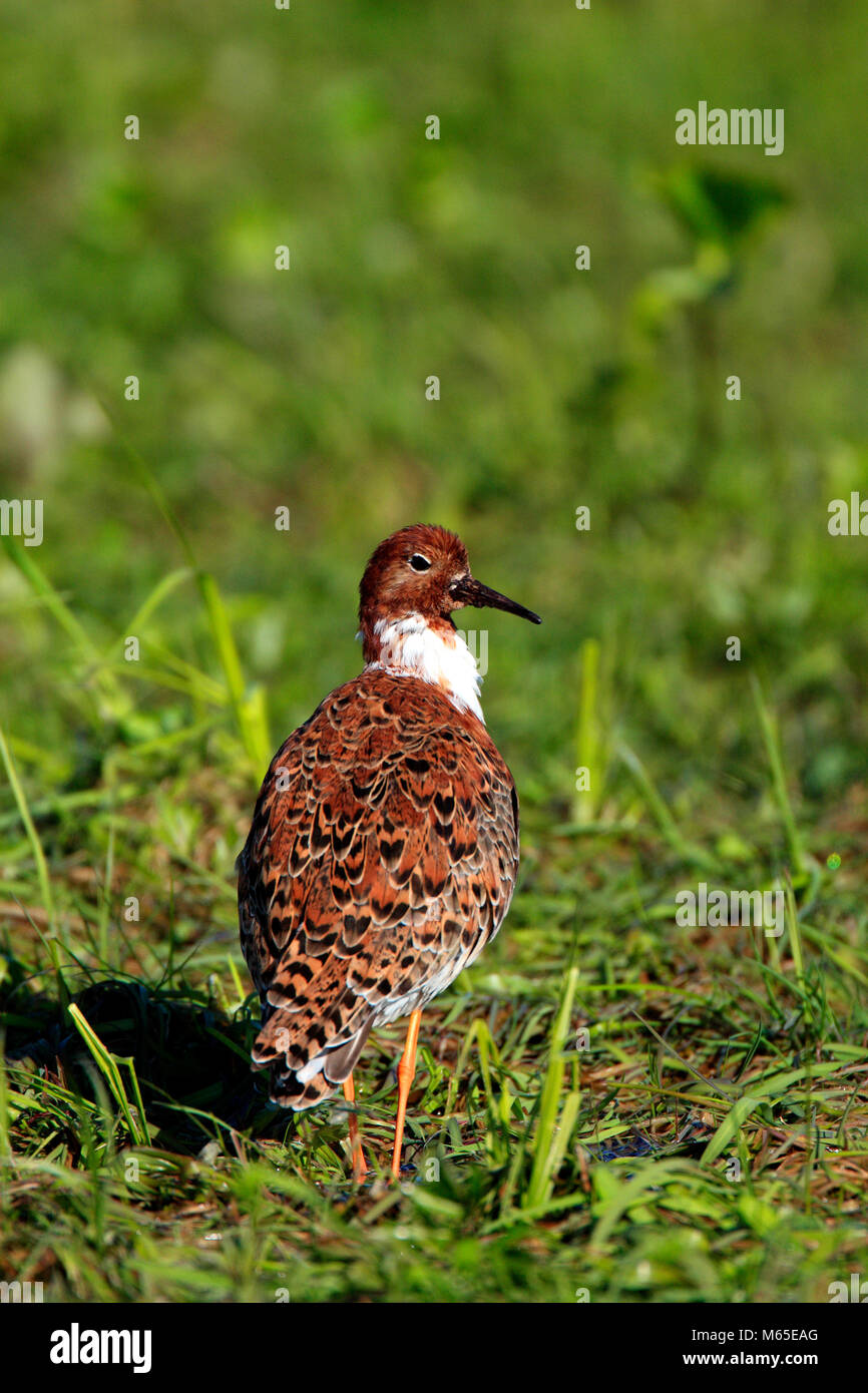 Single Ruff bird on grassy wetlands during a spring nesting period ...