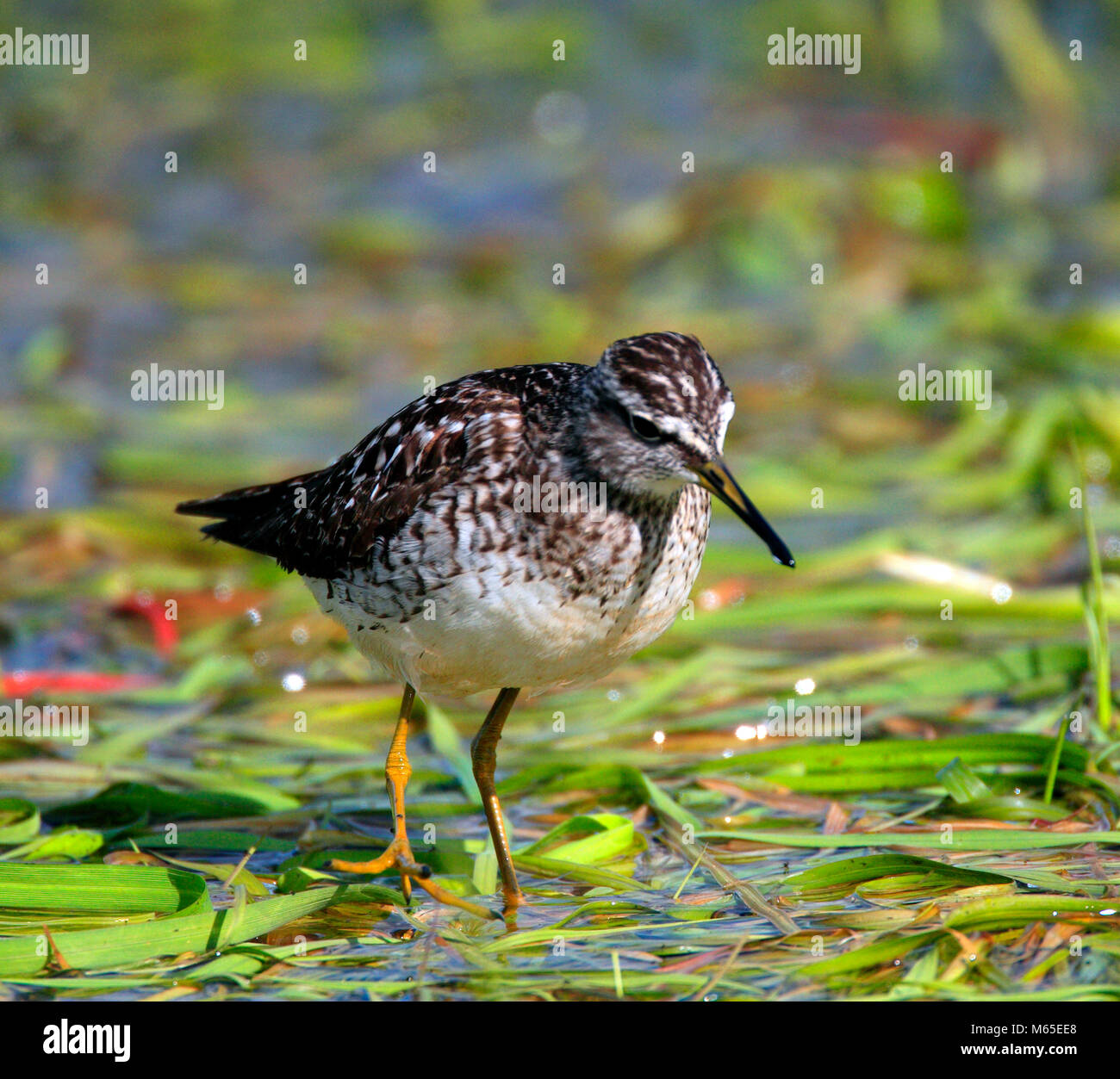Single Wood sandpiper bird on grassy wetlands during a spring nesting ...