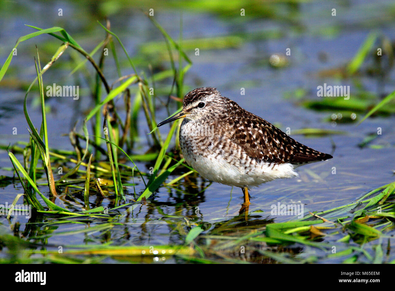 Single Wood sandpiper bird on grassy wetlands during a spring nesting ...