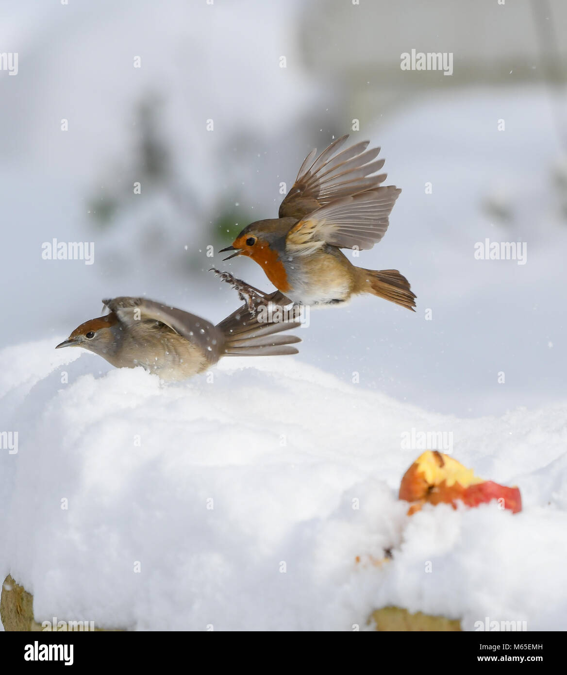 Blackcap and robin fighting in flight to buy an apple in the snow Stock ...