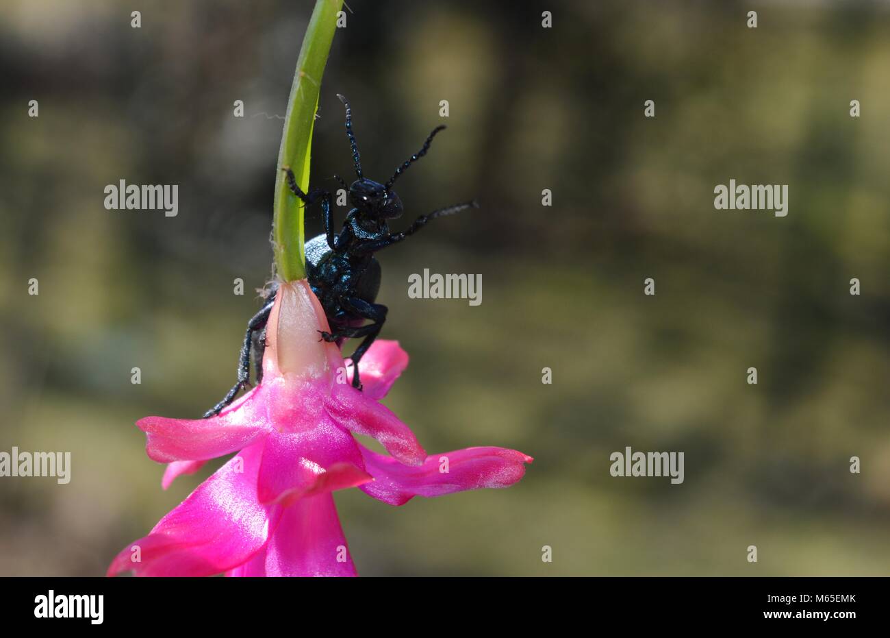 Beetle flower hi-res stock photography and images - Alamy