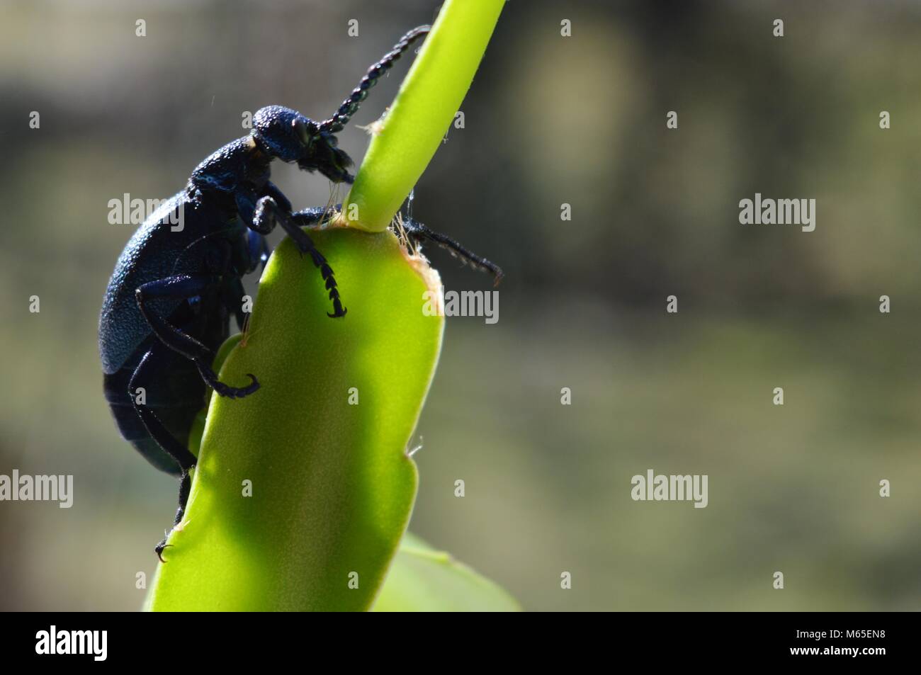 blue beetle on the plant Stock Photo - Alamy