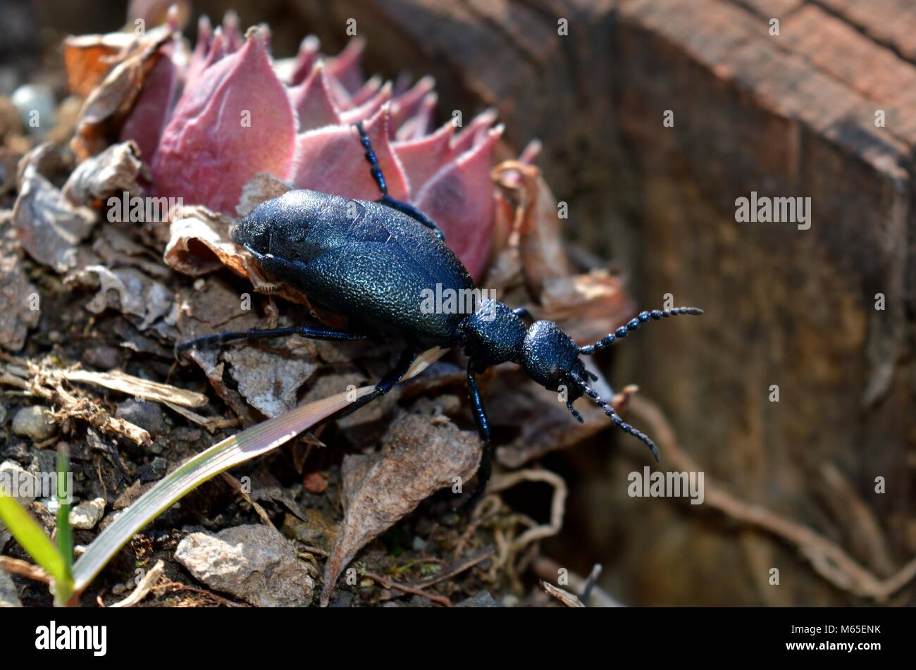 blue beetle on the plant Stock Photo - Alamy