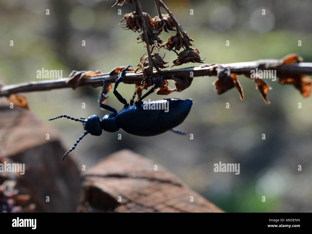 blue beetle on the plant Stock Photo - Alamy