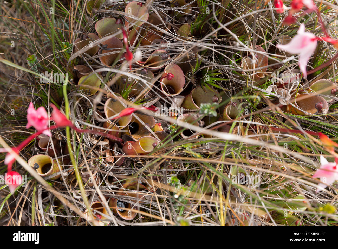 Carnivorous Pitcher Plant, Heliamphora nutans, Mount Roraima, Canaima ...