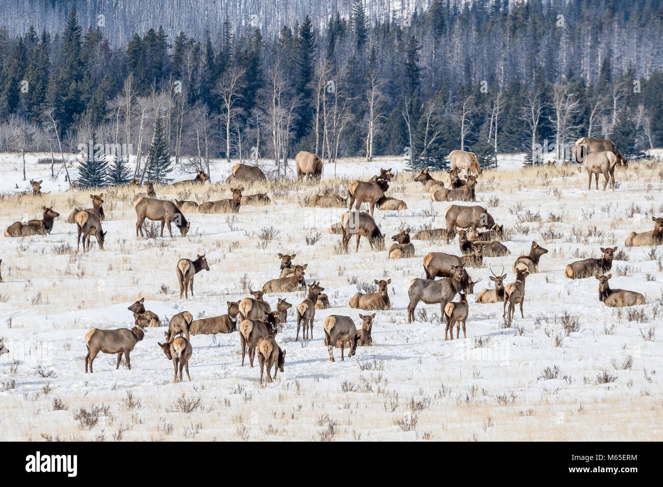 Elk herd 300 strong before Rocky Mountains in snow in winter at Ya Ha ...