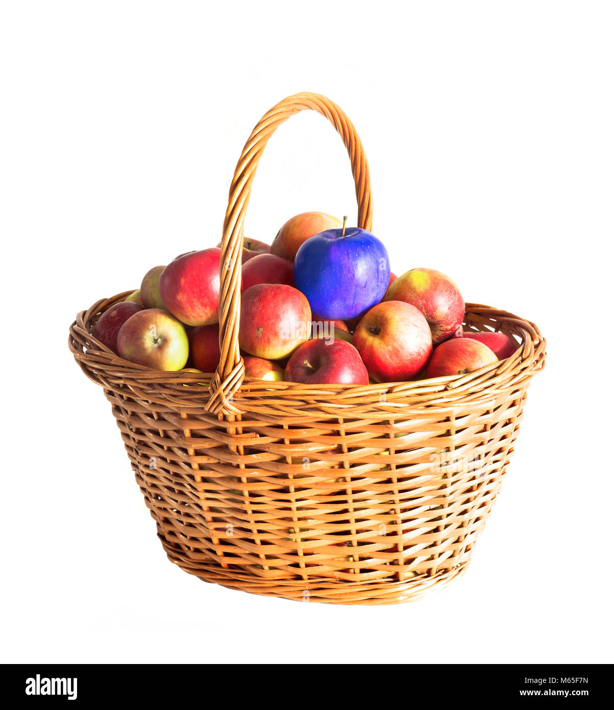 basket with red apples and genetic modified blue one isolated on white ...