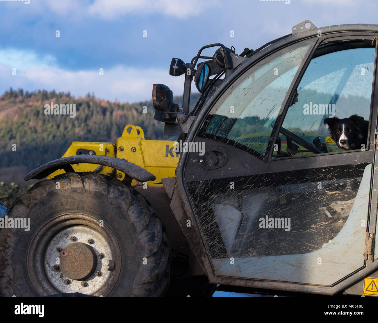 Farm dog guarding the family tractor Stock Photo - Alamy