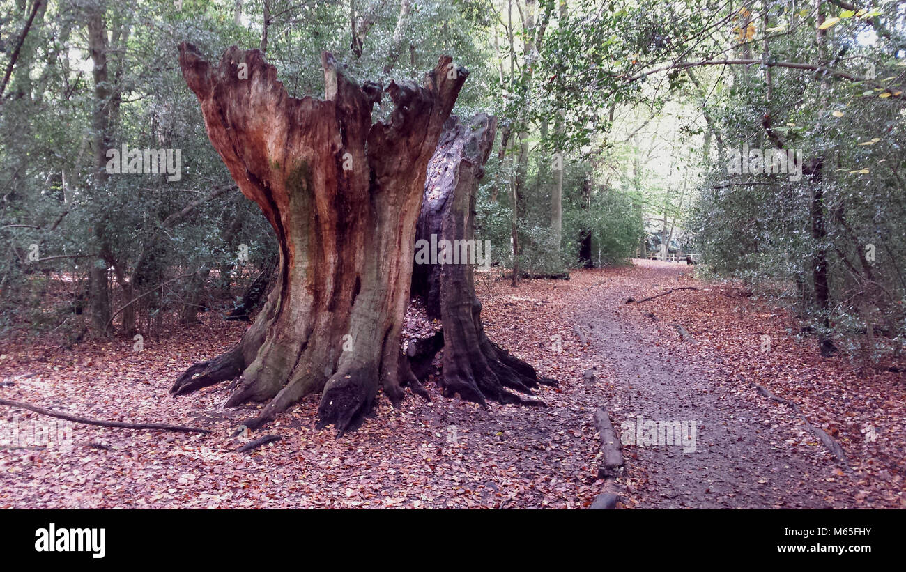 Remains of ancient beech tree at Burnham Beeches, UK, Dead wood tree ...
