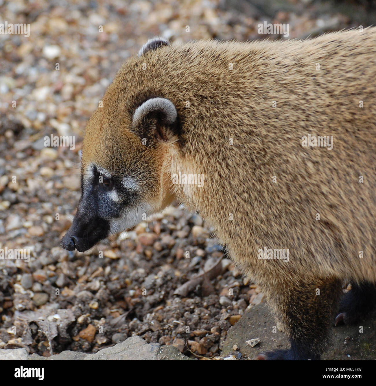 Image of a Coati / Coati-mundi / Coatimundi Stock Photo - Alamy