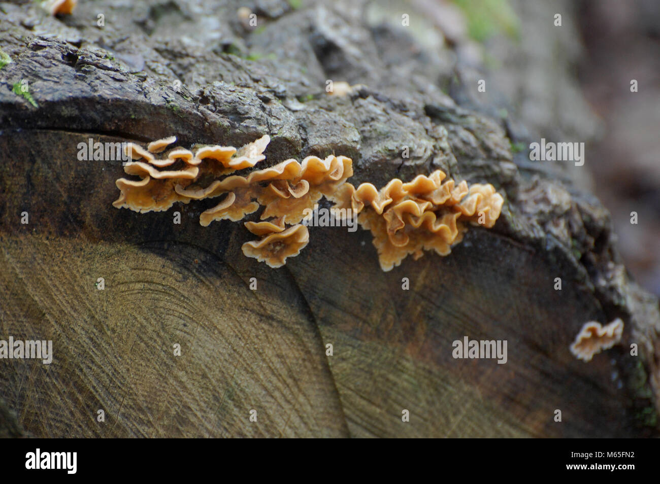 crowded parchment Stereum complicatum mushroom fungus on fallen tree ...