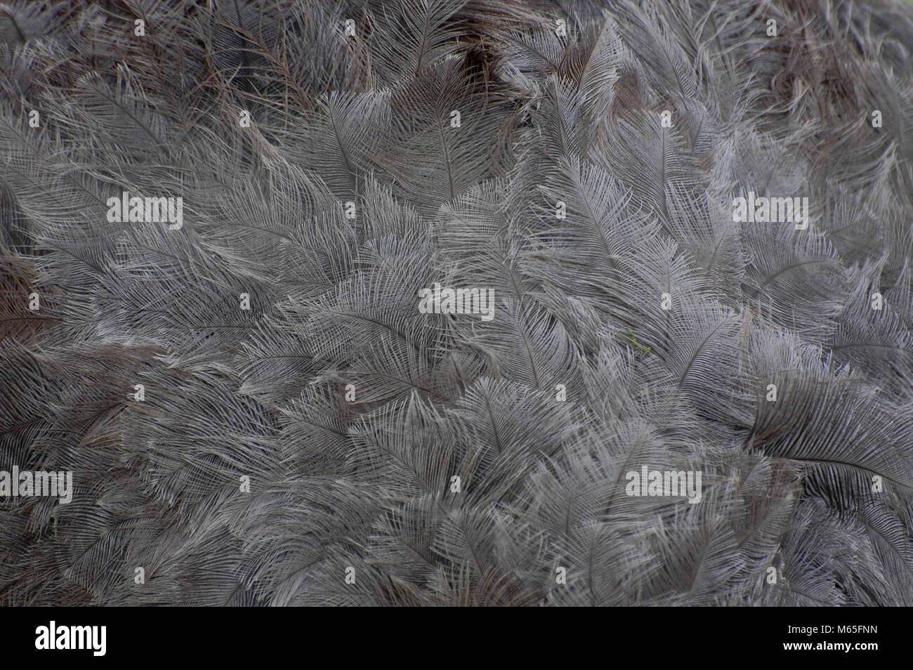 Grey feathers hi-res stock photography and images - Alamy
