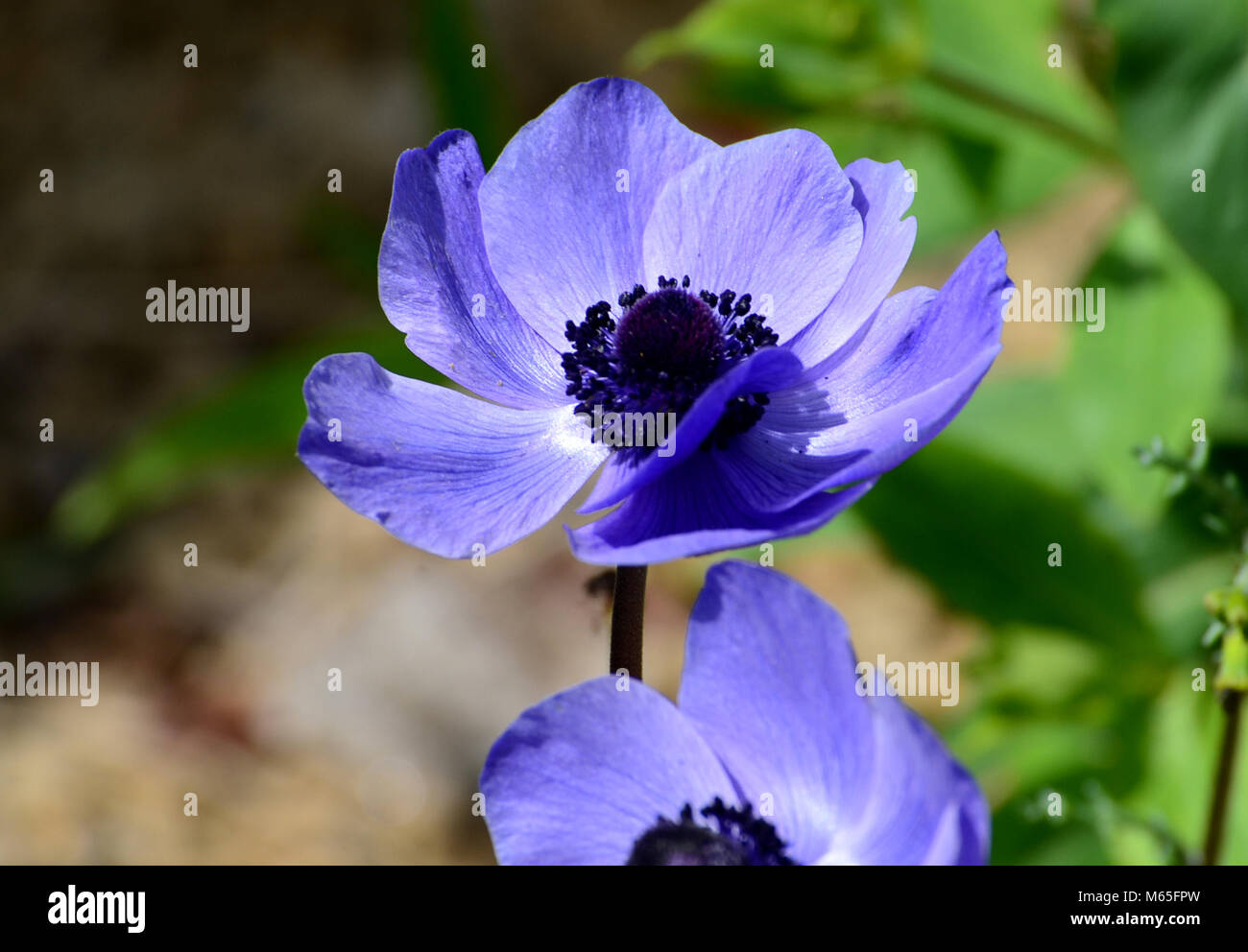 pretty purple poppy flower Stock Photo - Alamy