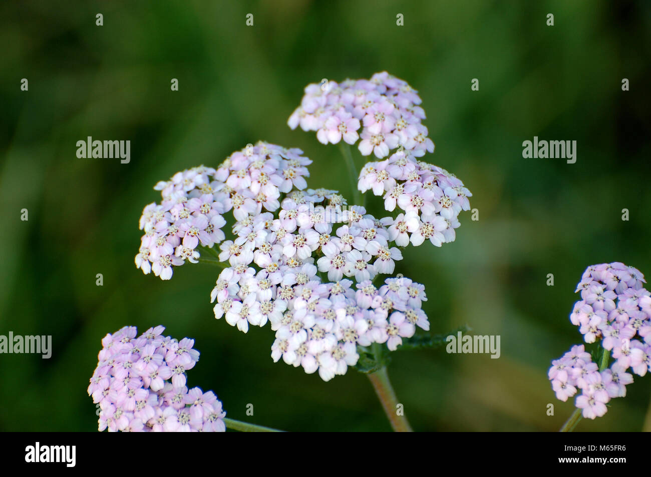 White and pink umbellifer, uk Stock Photo - Alamy