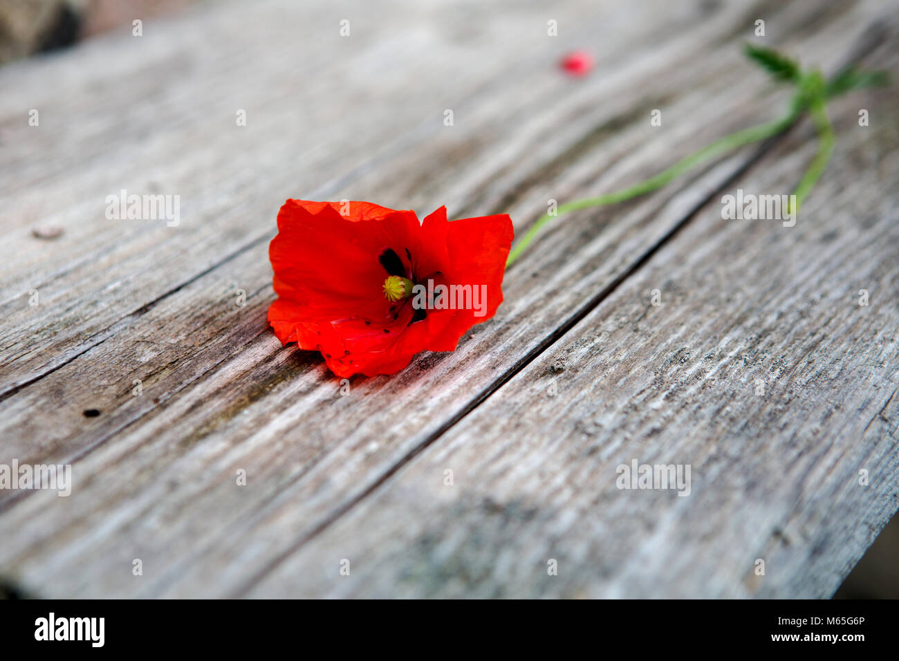 one red poppy lying on wooden plank Stock Photo - Alamy