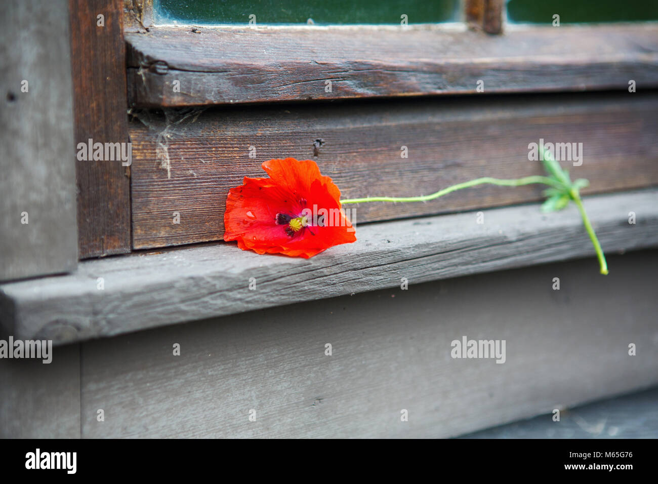 Poppy in window hi-res stock photography and images - Alamy