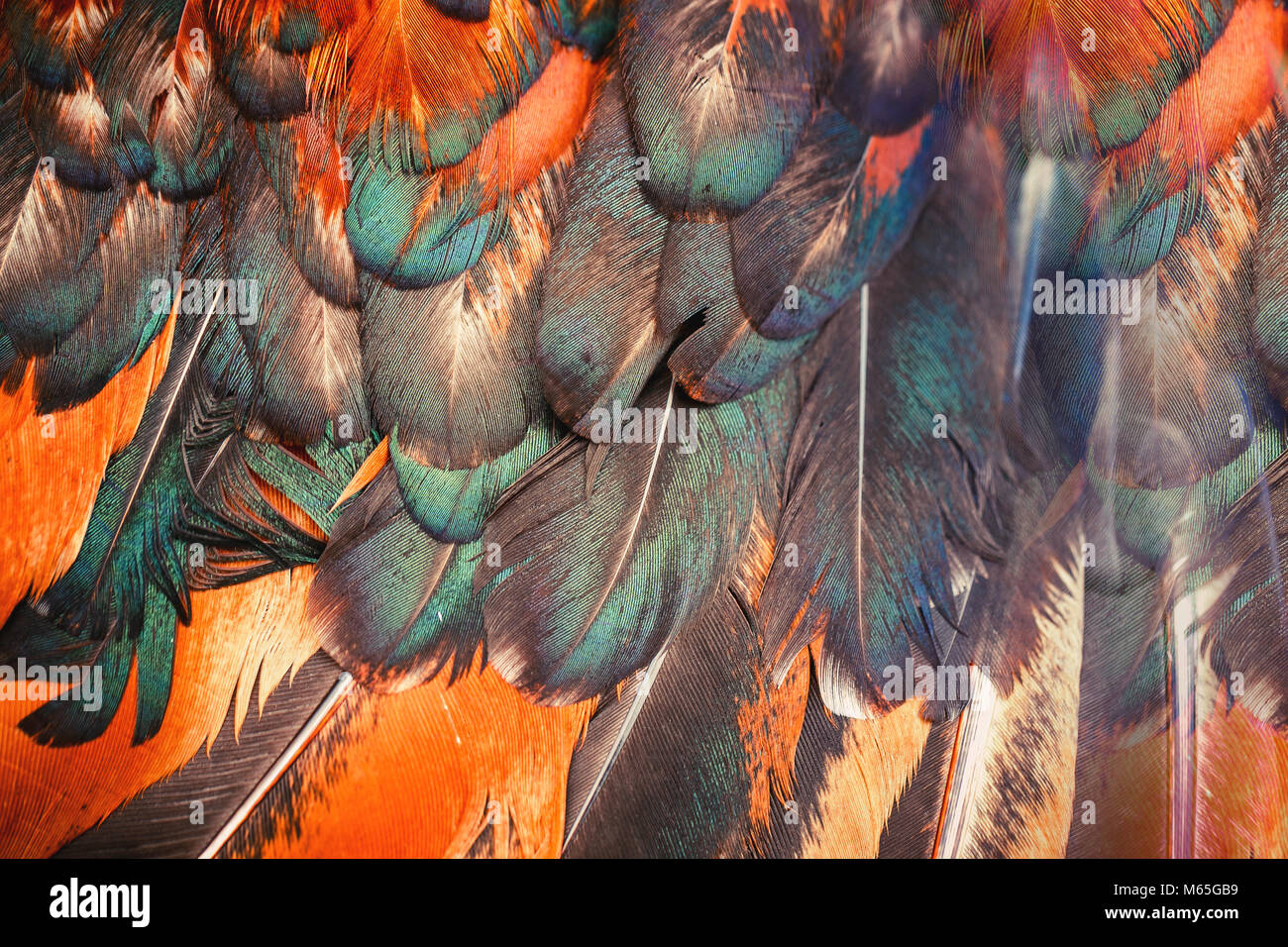 Bright colorful feathers of some bird Stock Photo - Alamy
