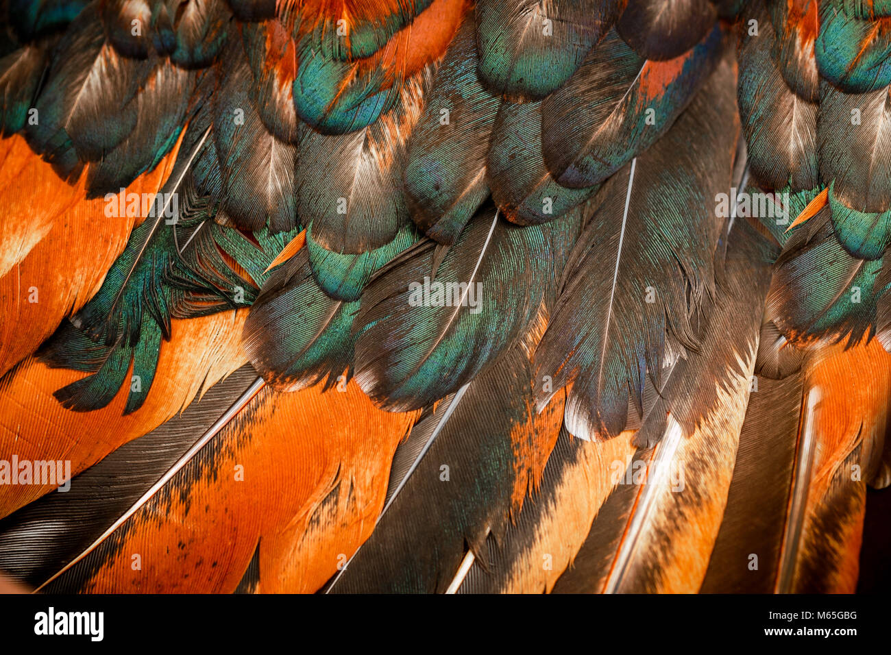 Bright colorful feathers of some bird Stock Photo - Alamy