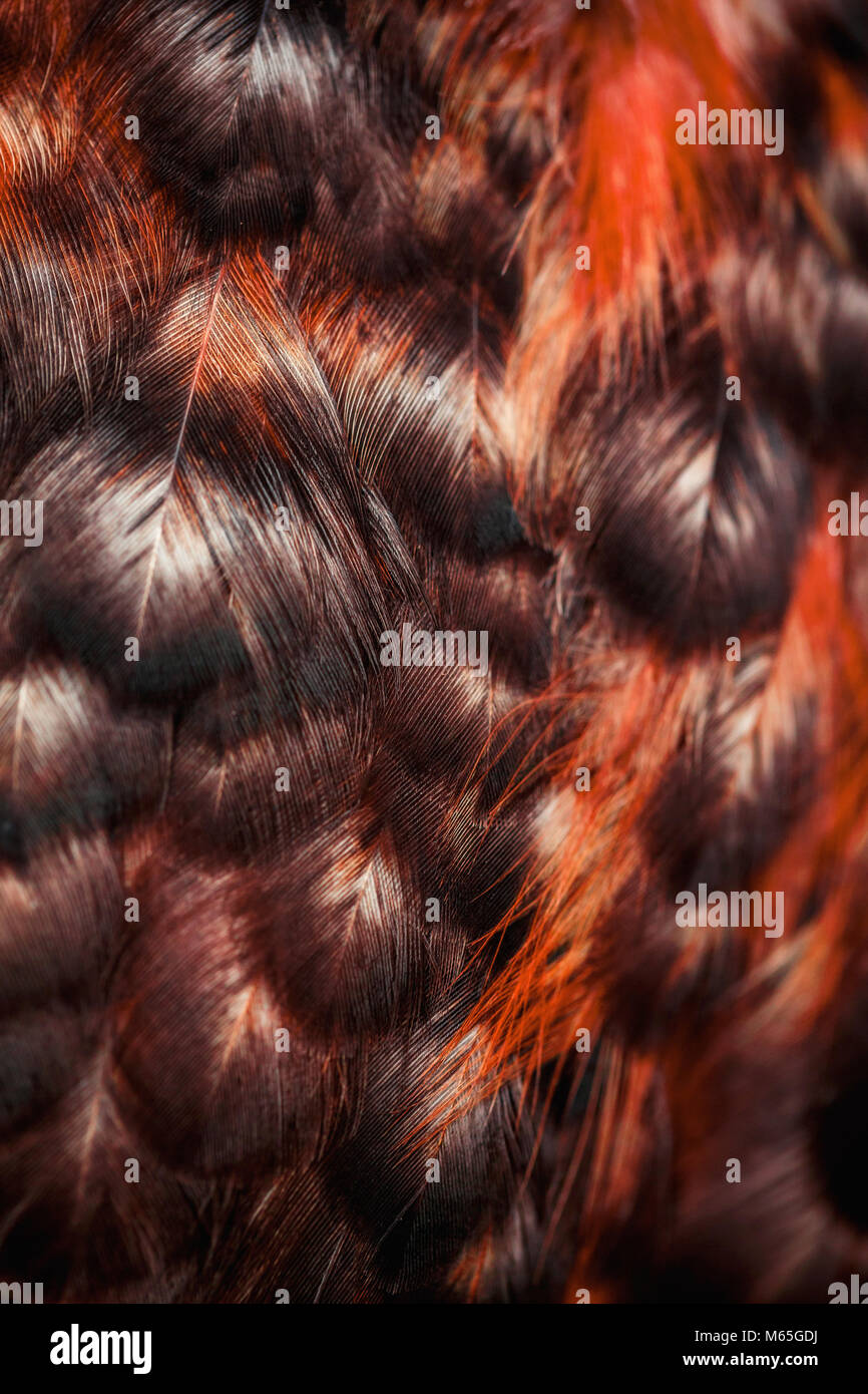 Bright colorful feathers of some bird Stock Photo - Alamy