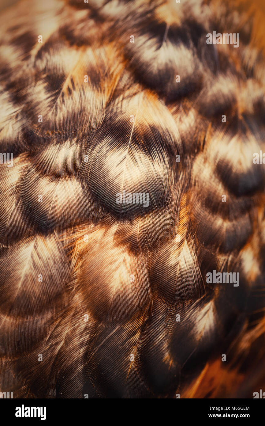 Bright colorful feathers of some bird Stock Photo - Alamy