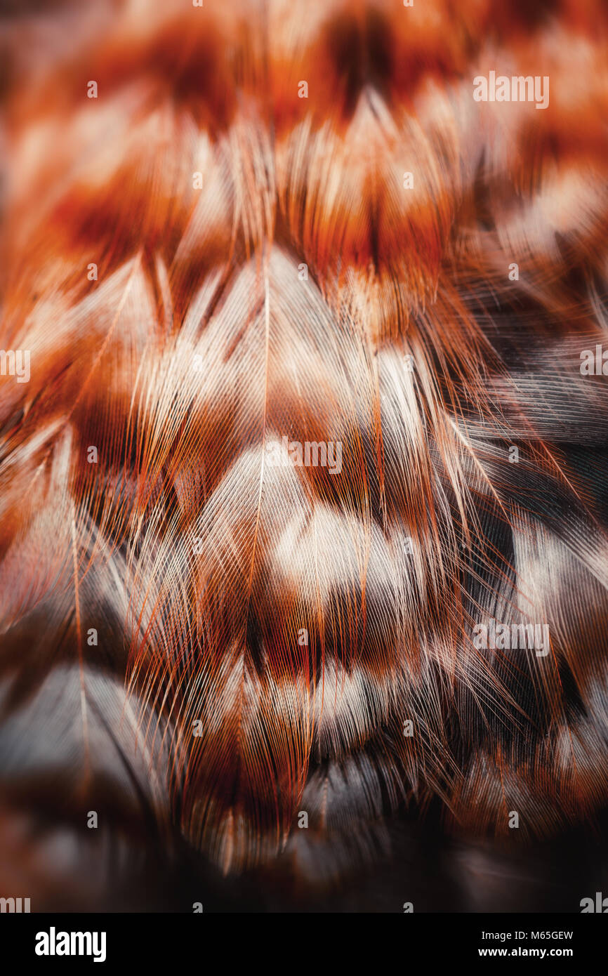 Bright colorful feathers of some bird Stock Photo - Alamy