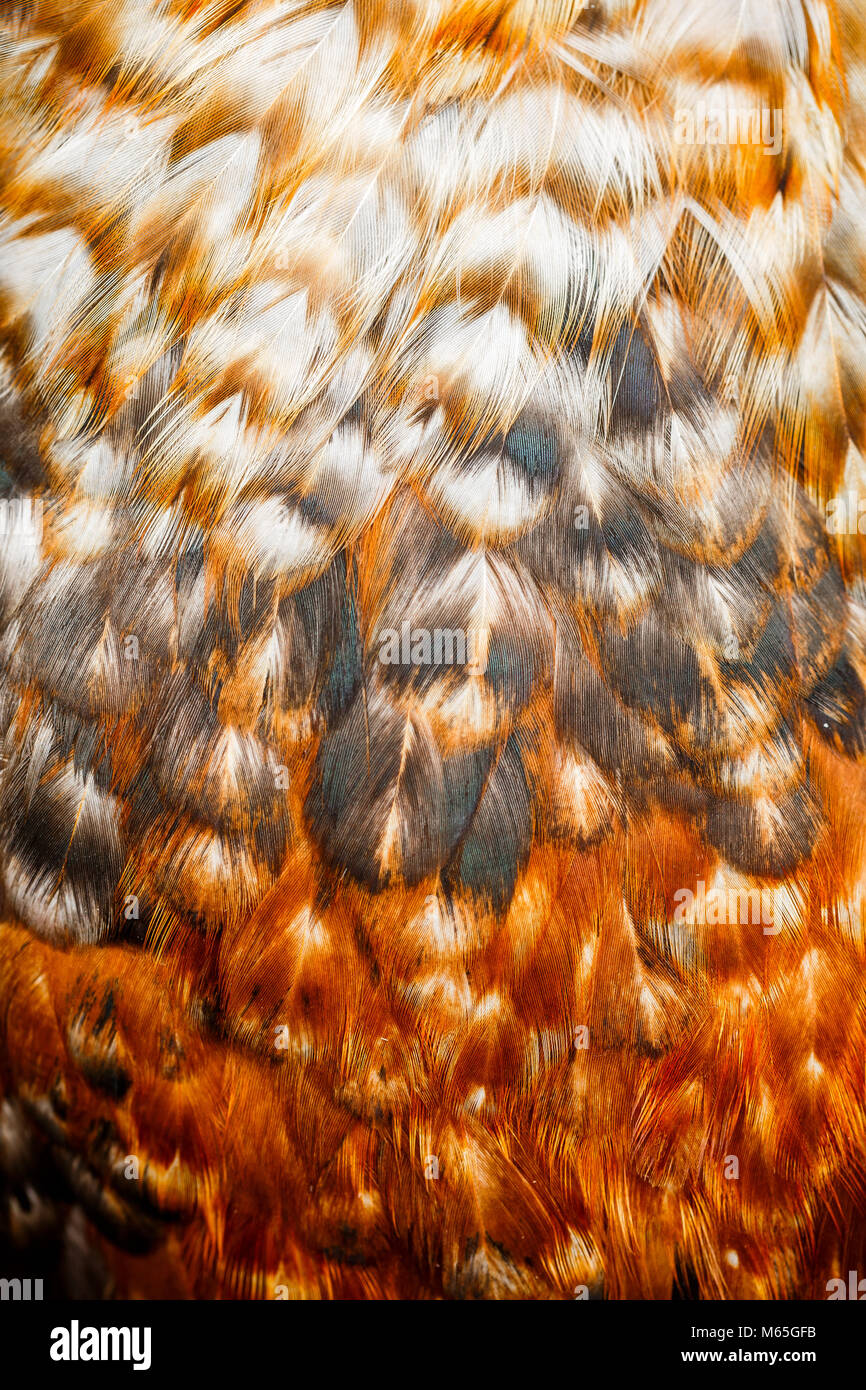 Bright colorful feathers of some bird Stock Photo - Alamy