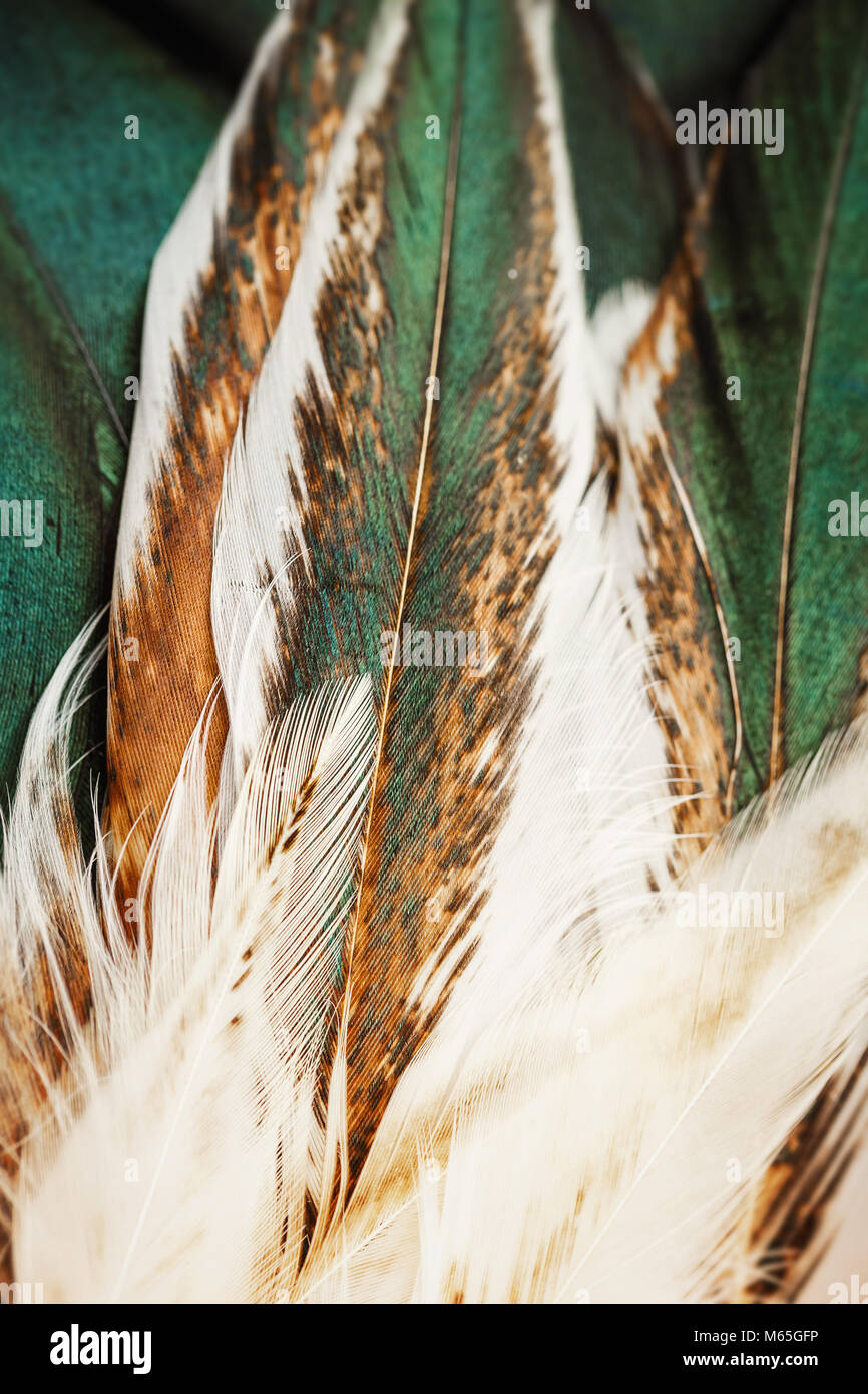 Bright colorful feathers of some bird Stock Photo - Alamy