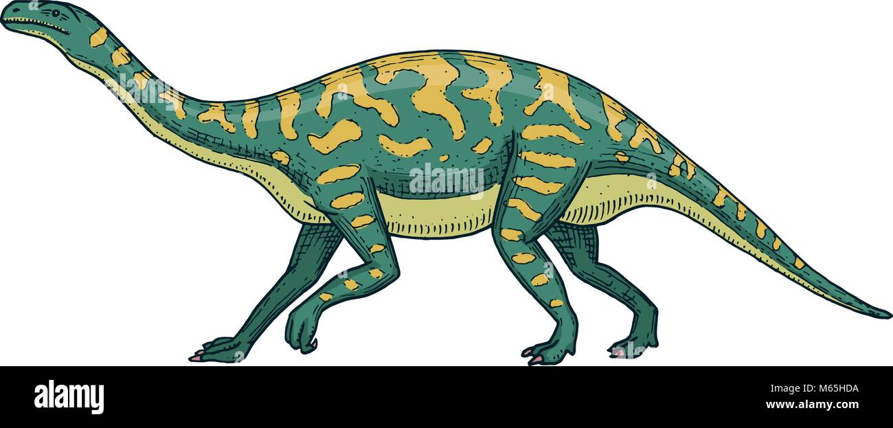 Dinosaur brontosaurus diplodocus drawing High Resolution Stock ...