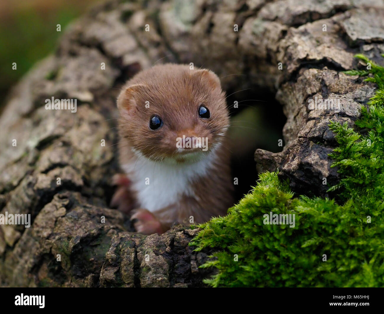 British weasel hi-res stock photography and images - Alamy