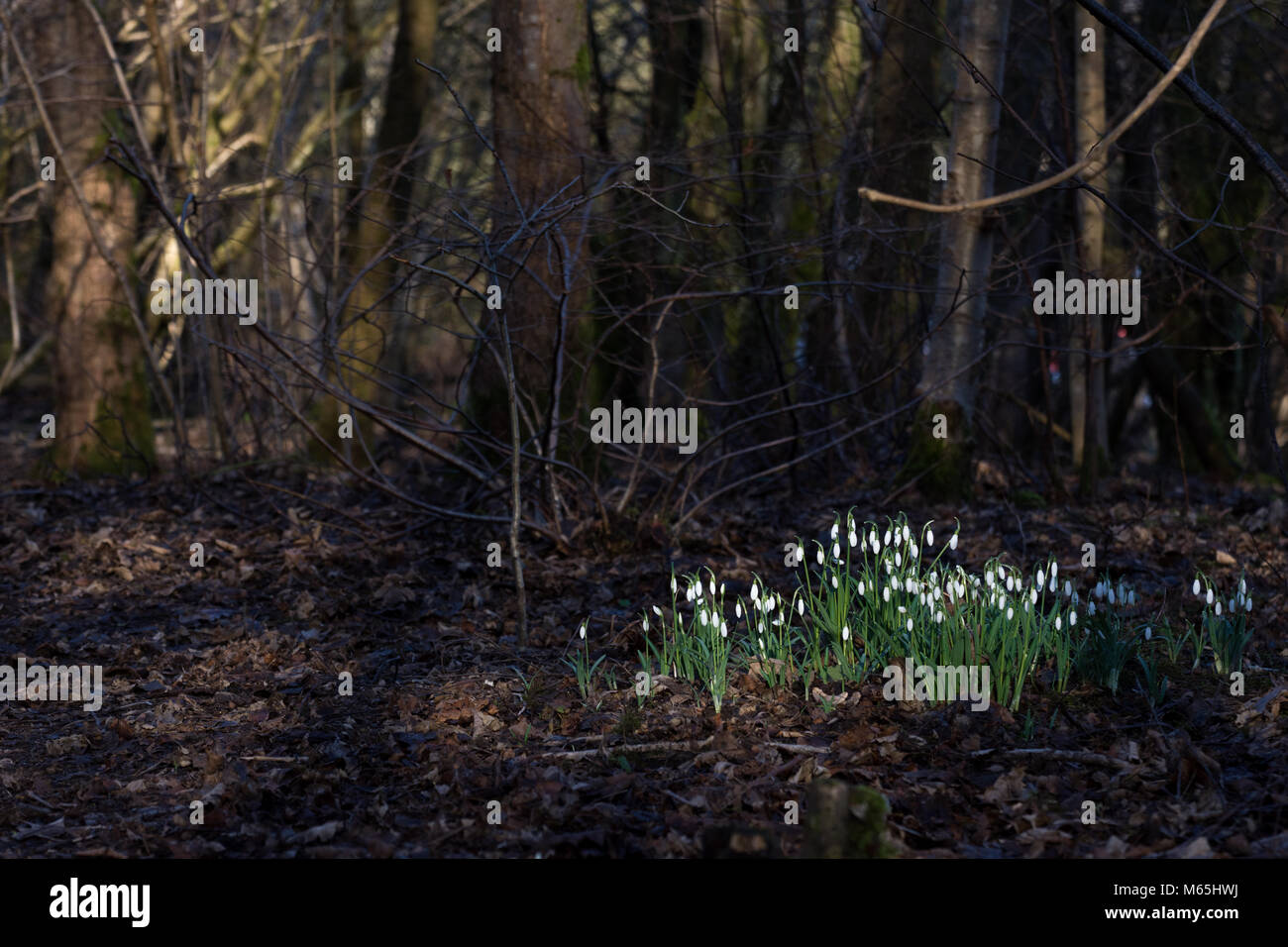 Dappled sun in leaves hi-res stock photography and images - Alamy